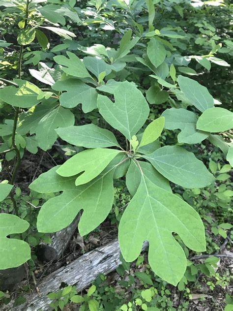 Josmine Evans: Sassafras - A Spring Tonic for Healing - Riverwise Magazine